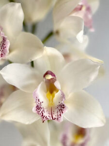 Cymbidiums White | National Orchids Inc
