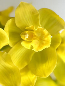 Cymbidiums Yellow | National Orchids Inc