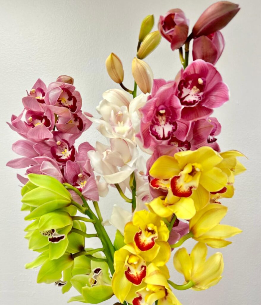 Cymbidiums Assorted | National Orchids Inc