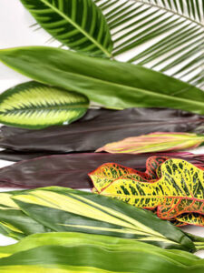 Foliage Assorted 100 | National Orchids Inc