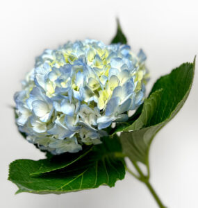 Hydrangeas Premium Blue | National Orchids Inc