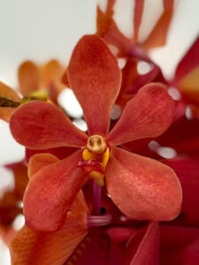 Ruby | National Orchids Inc