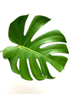 Monstera Small | National Orchids Inc