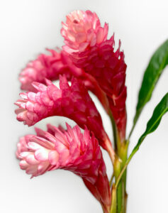 King Ginger Pink | National Orchids Inc