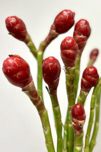 Red Button Ginger | National Orchids Inc