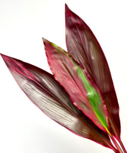 Ti Leaves Red | National Orchids Inc