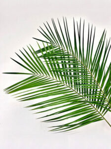 Robellini Palm | National Orchids Inc