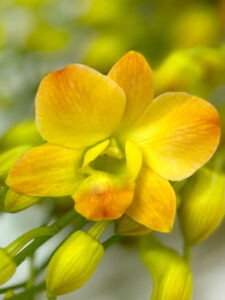 Sakura Yellow | National Orchids Inc