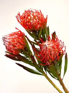 Tango | National Orchids Inc